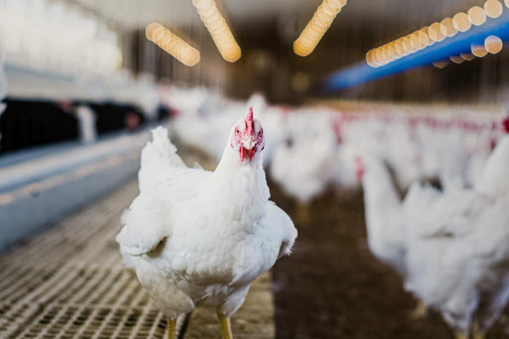 We Build New Hog & Poultry Barns & Retrofit Older Barns