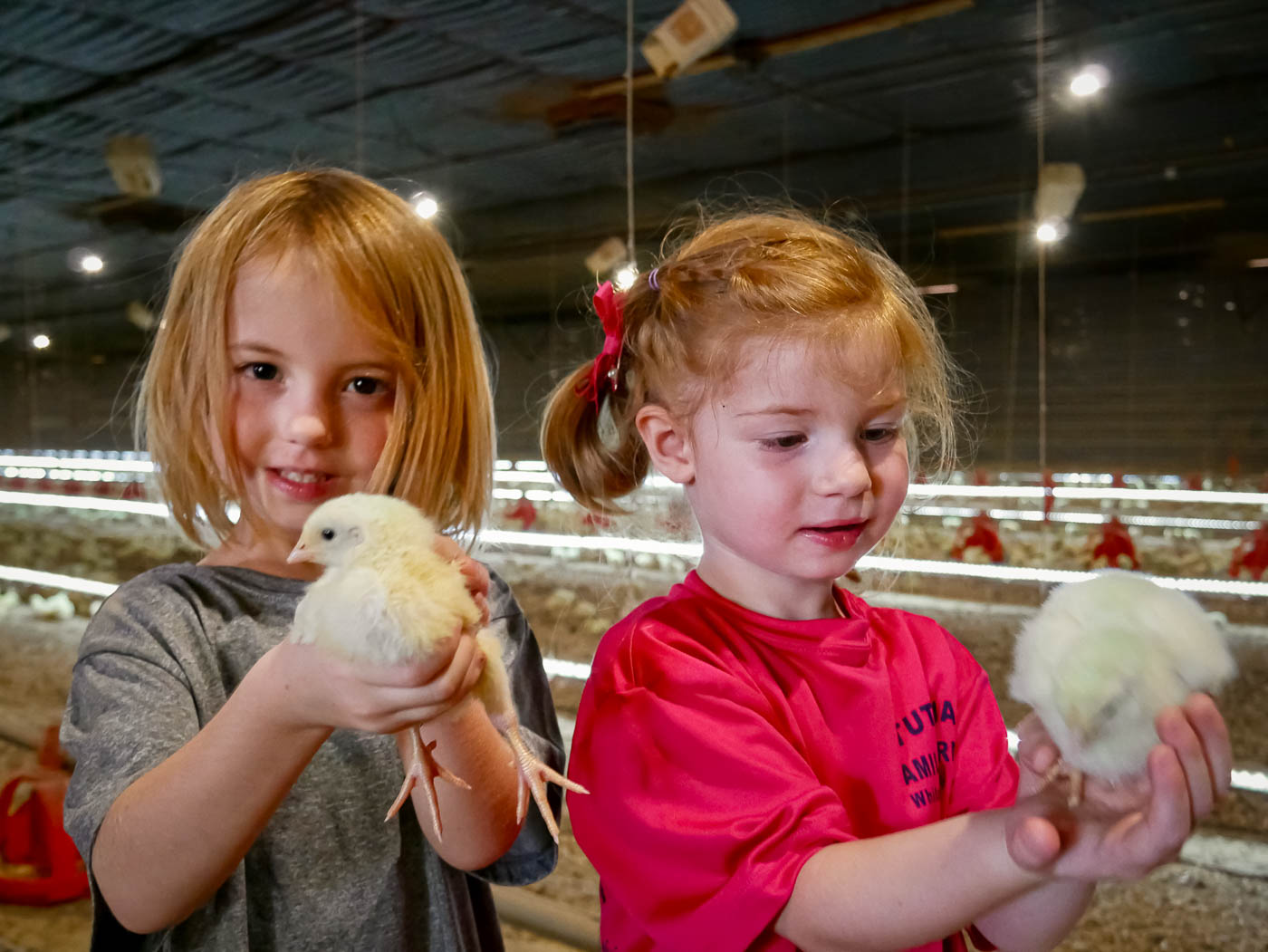 Hog & Poultry Barn Builders for Middlebury, IN | Michiana